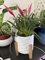Vriesea Astrid | Striking Indoor Bromeliad with Vibrant, Colourful Foliage