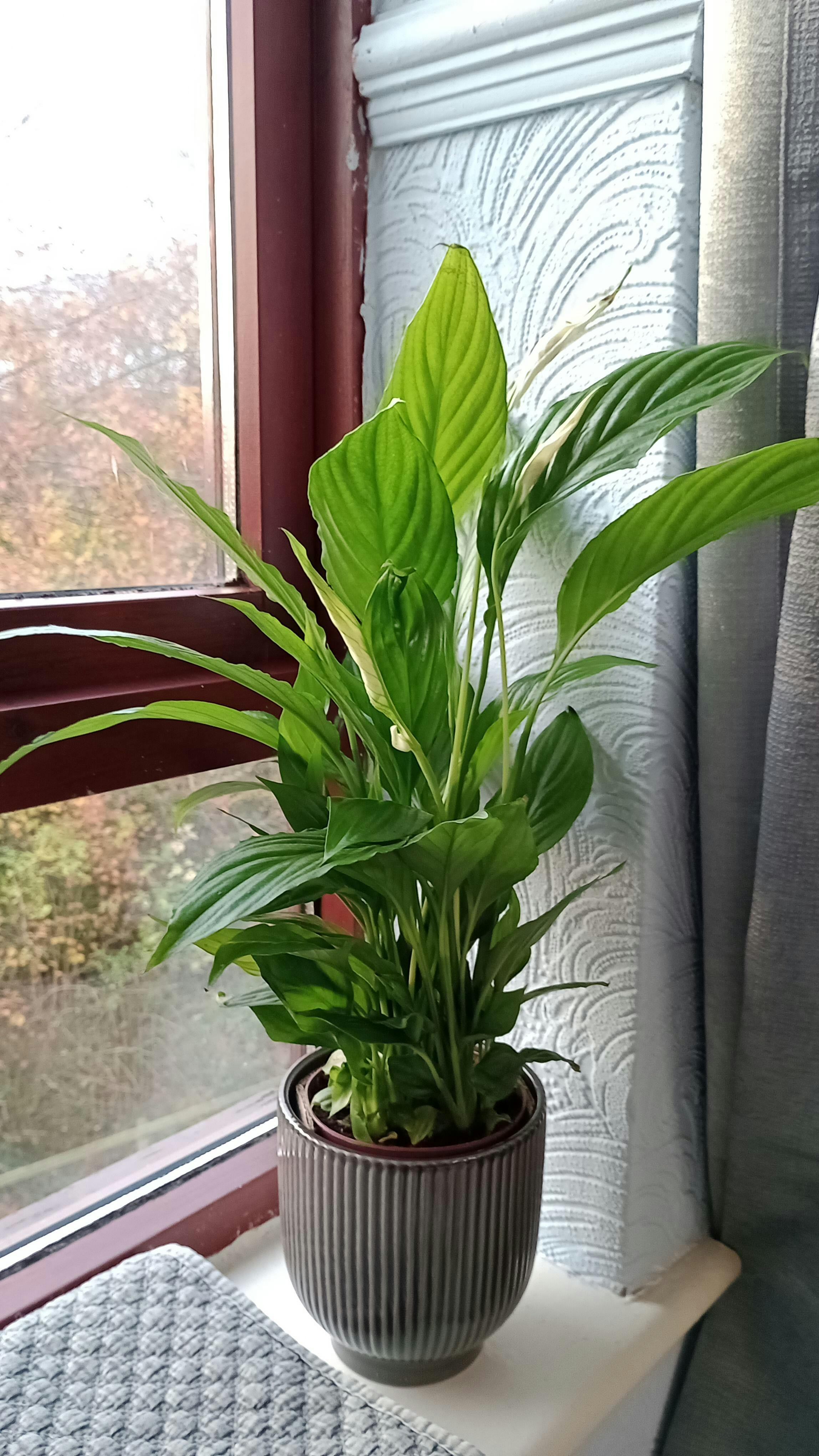 Large Peace Lily | Tall Spathiphyllum