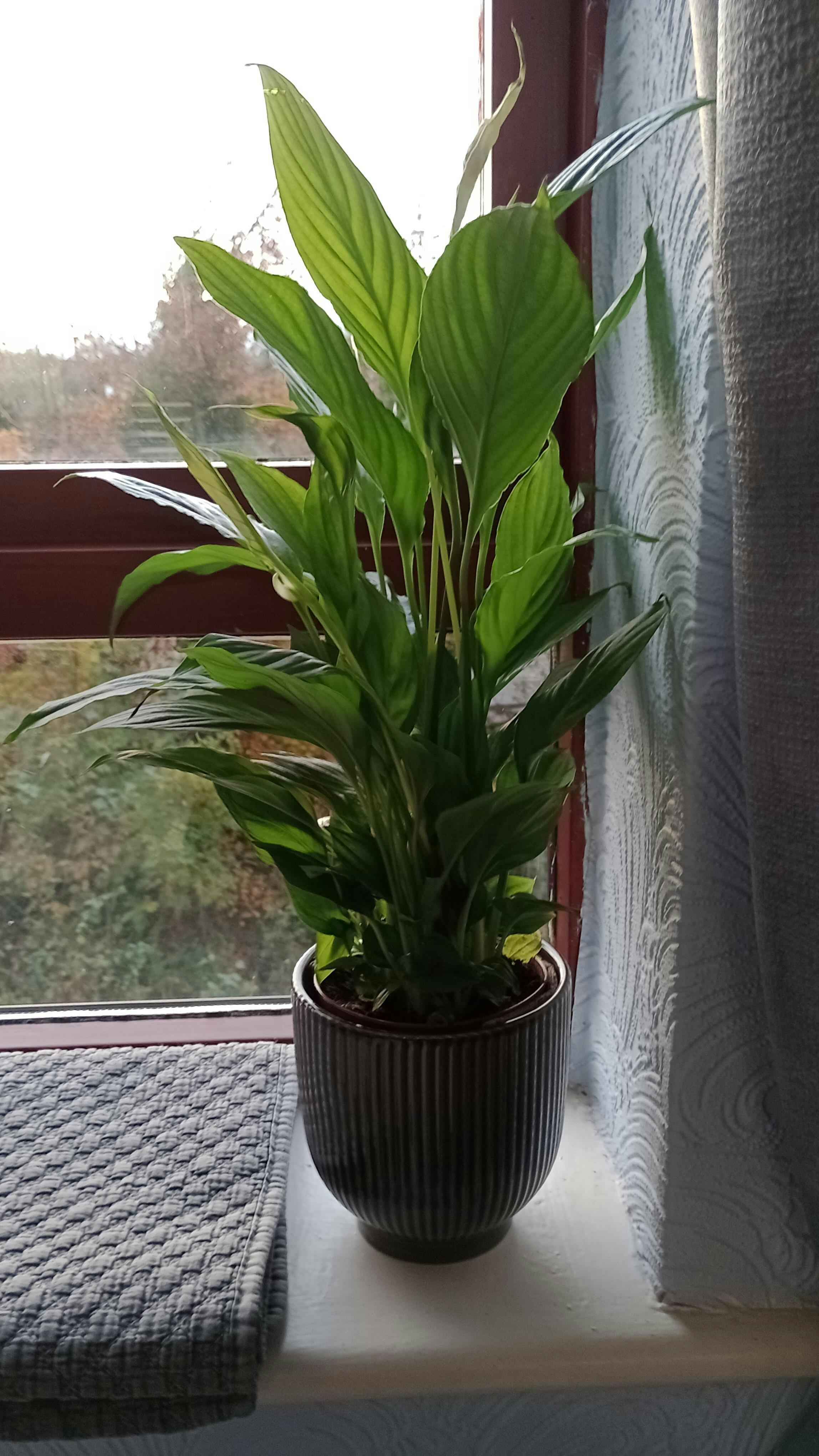 Large Peace Lily | Tall Spathiphyllum