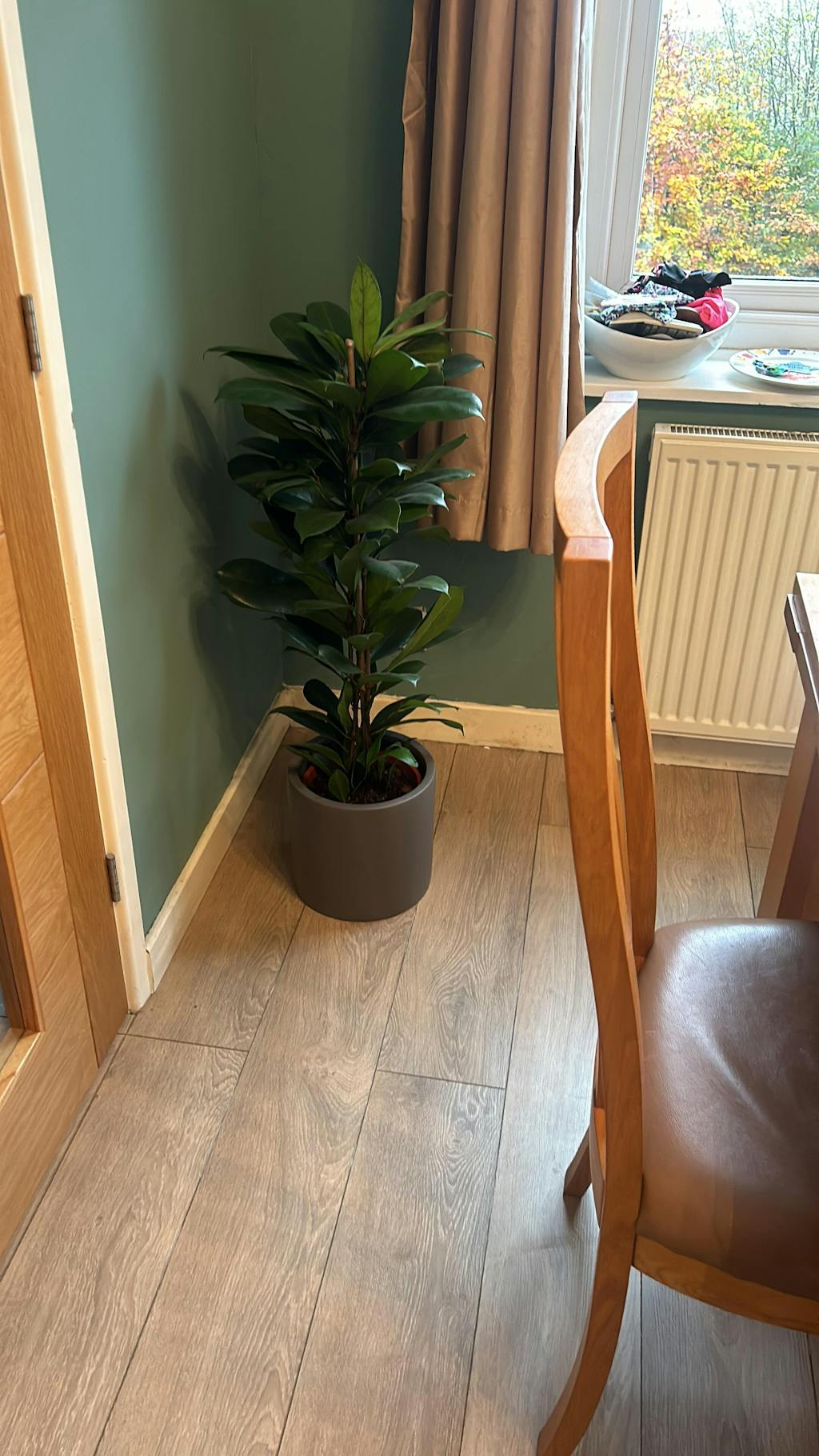 African Fig (Ficus Cyathistipula) | Elegant Indoor Plant with Glossy ...