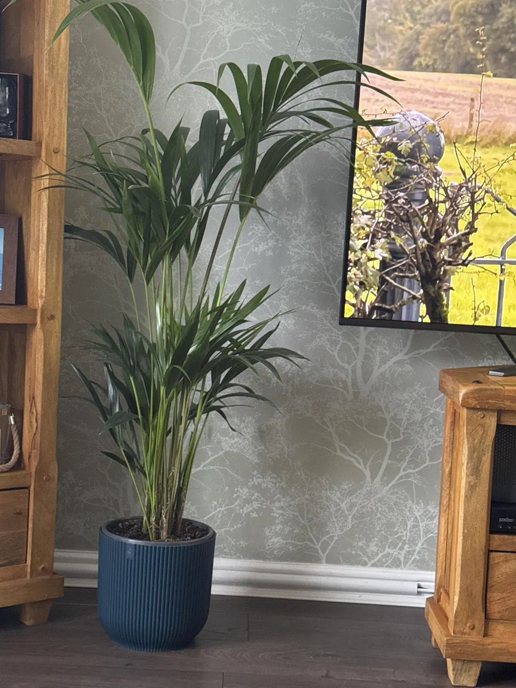 Large Plant Bundle