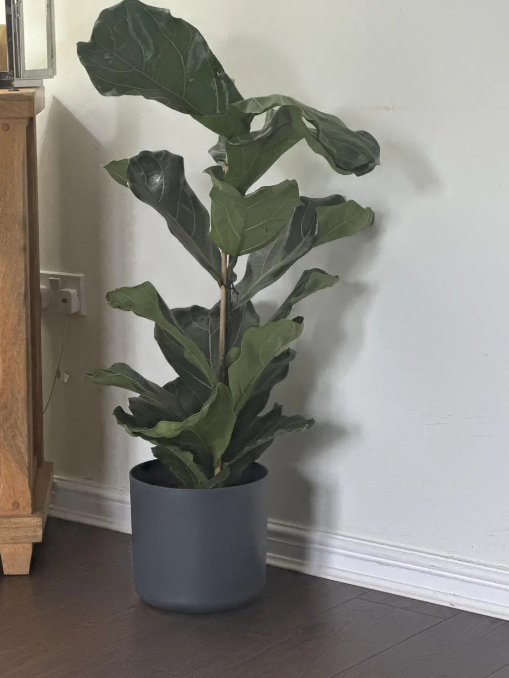 Large Plant Bundle