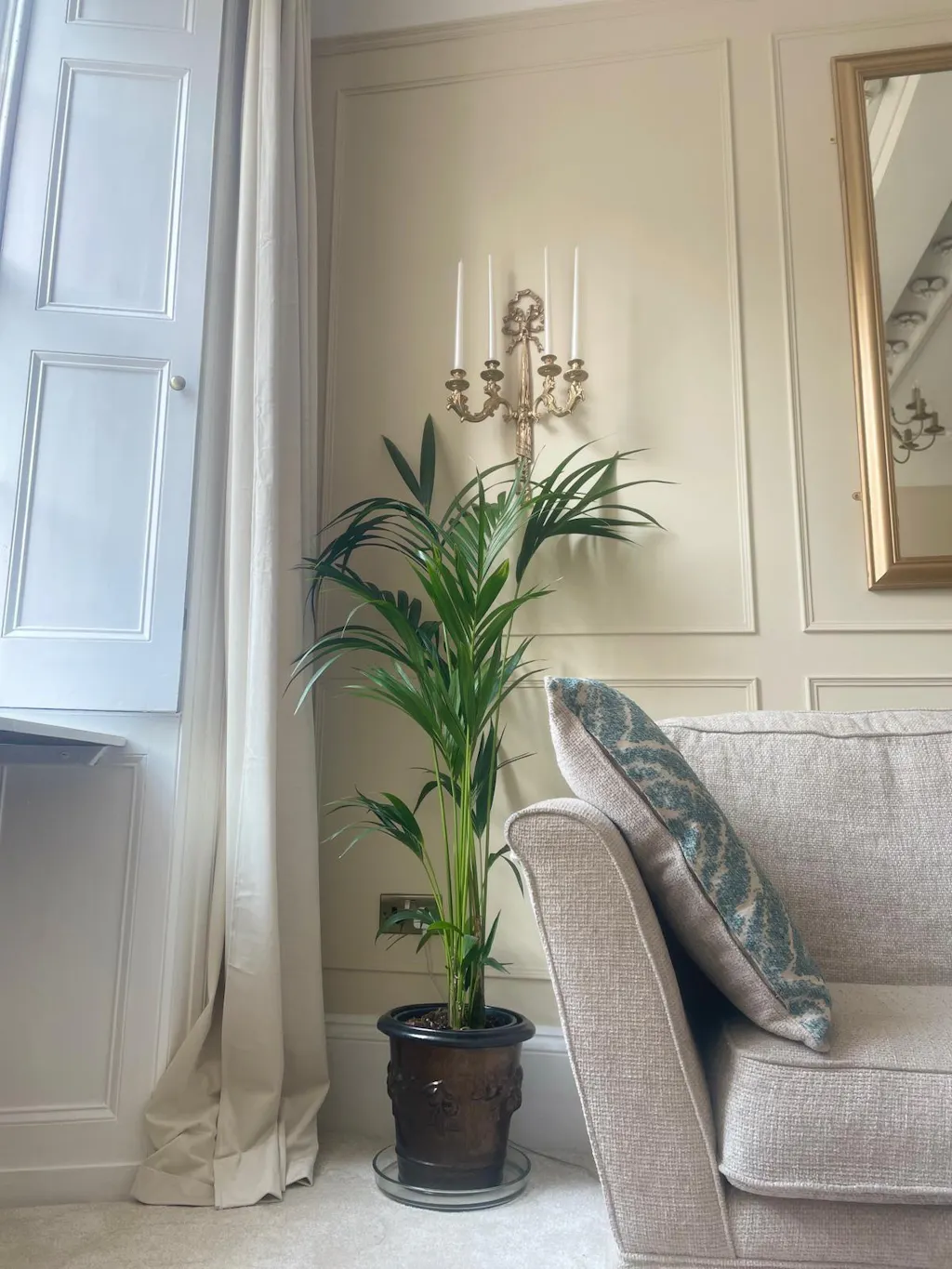 Kentia Palm | Howea Forsteriana | Beards & Daisies