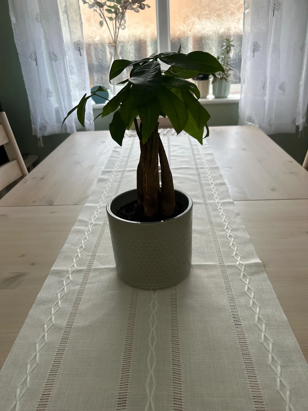 Money Tree in Ceramic Pot