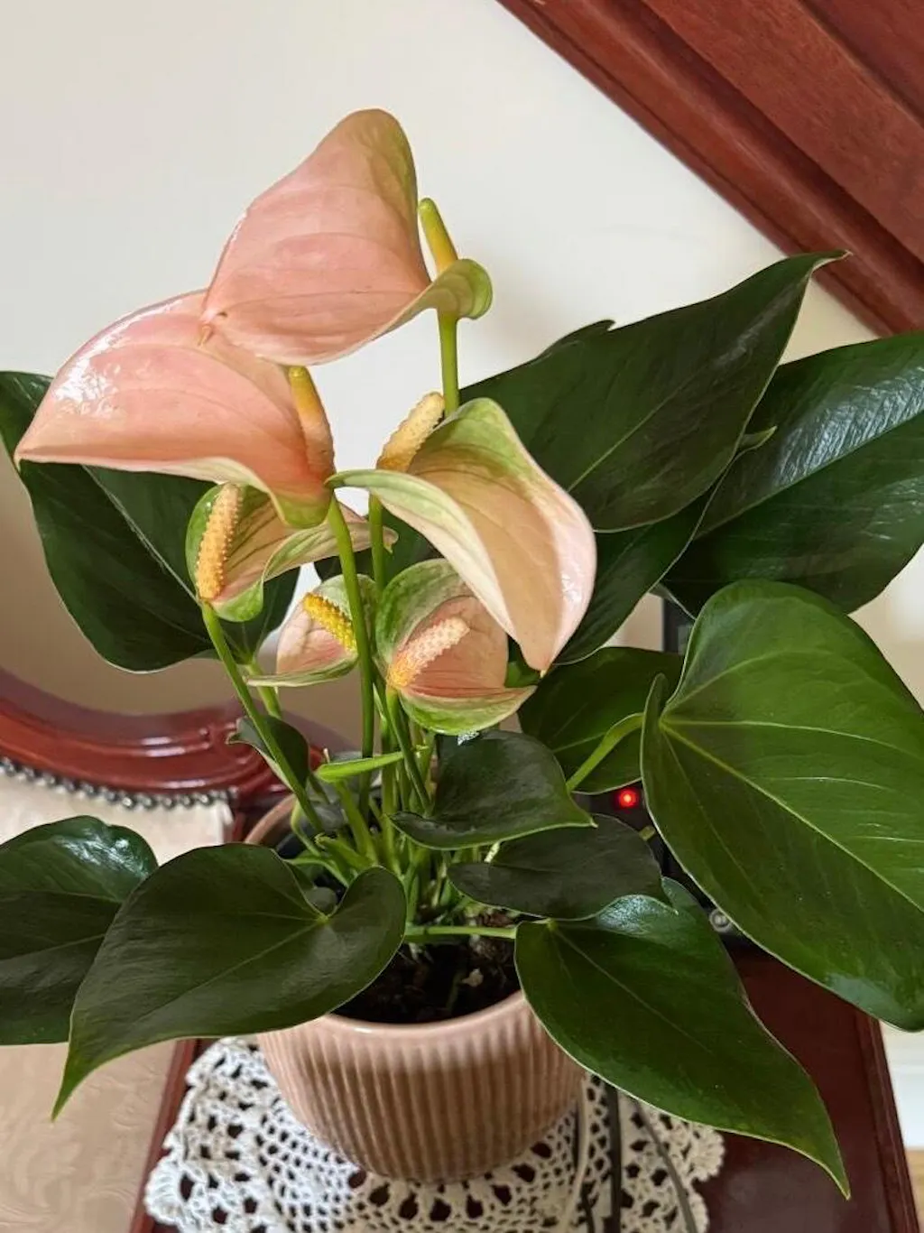 Peach Anthurium in Ceramic Pot