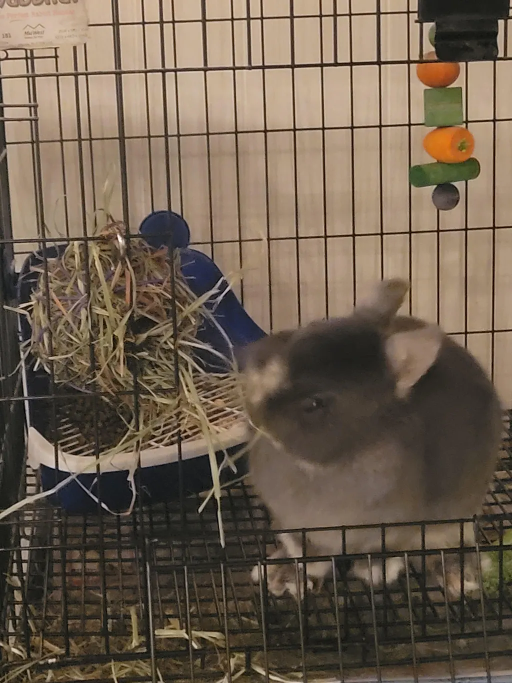 Home | Bell Feed Company Quality Small Animal Hay Supplier