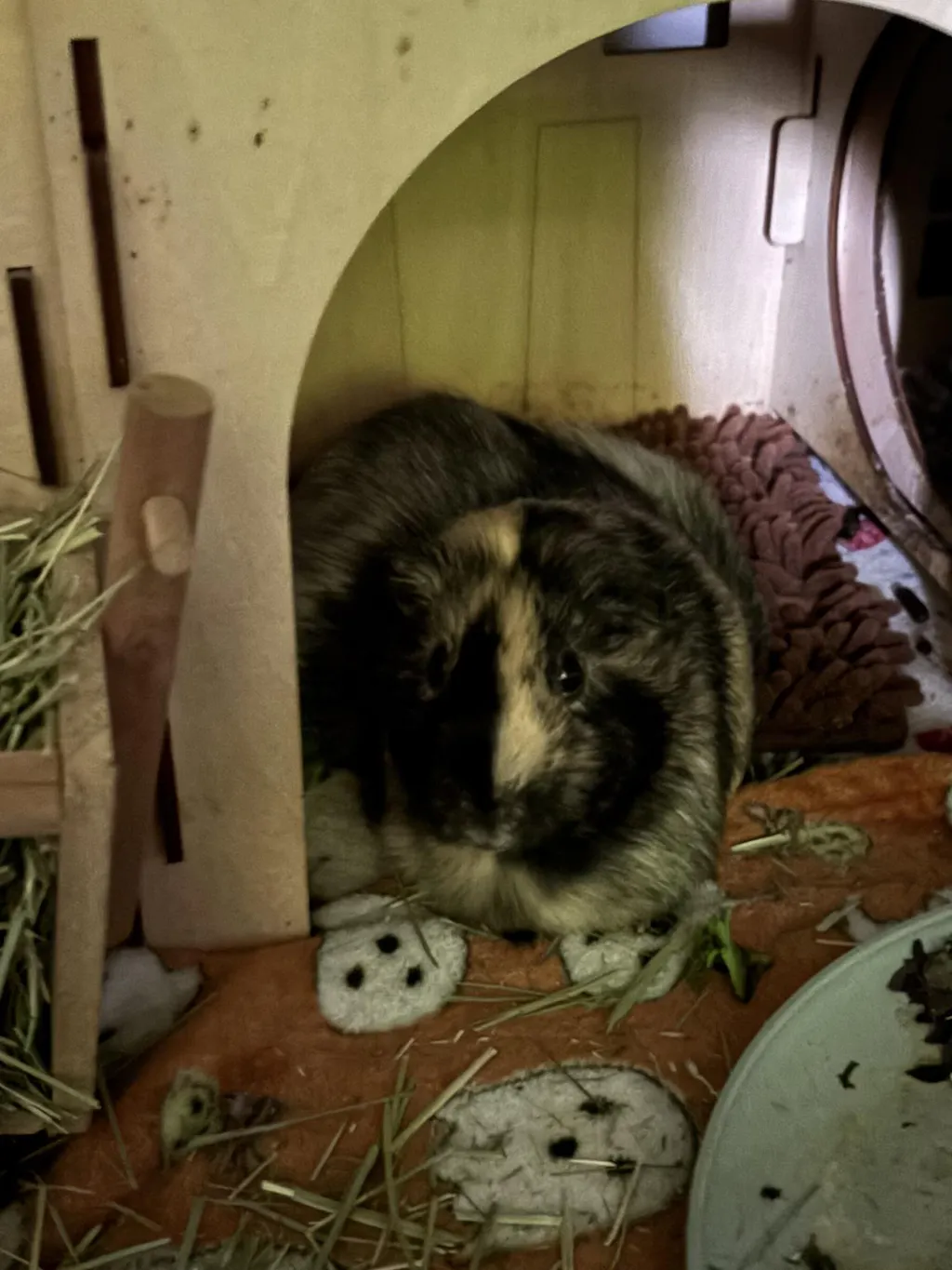 Home | Bell Feed Company Quality Small Animal Hay Supplier