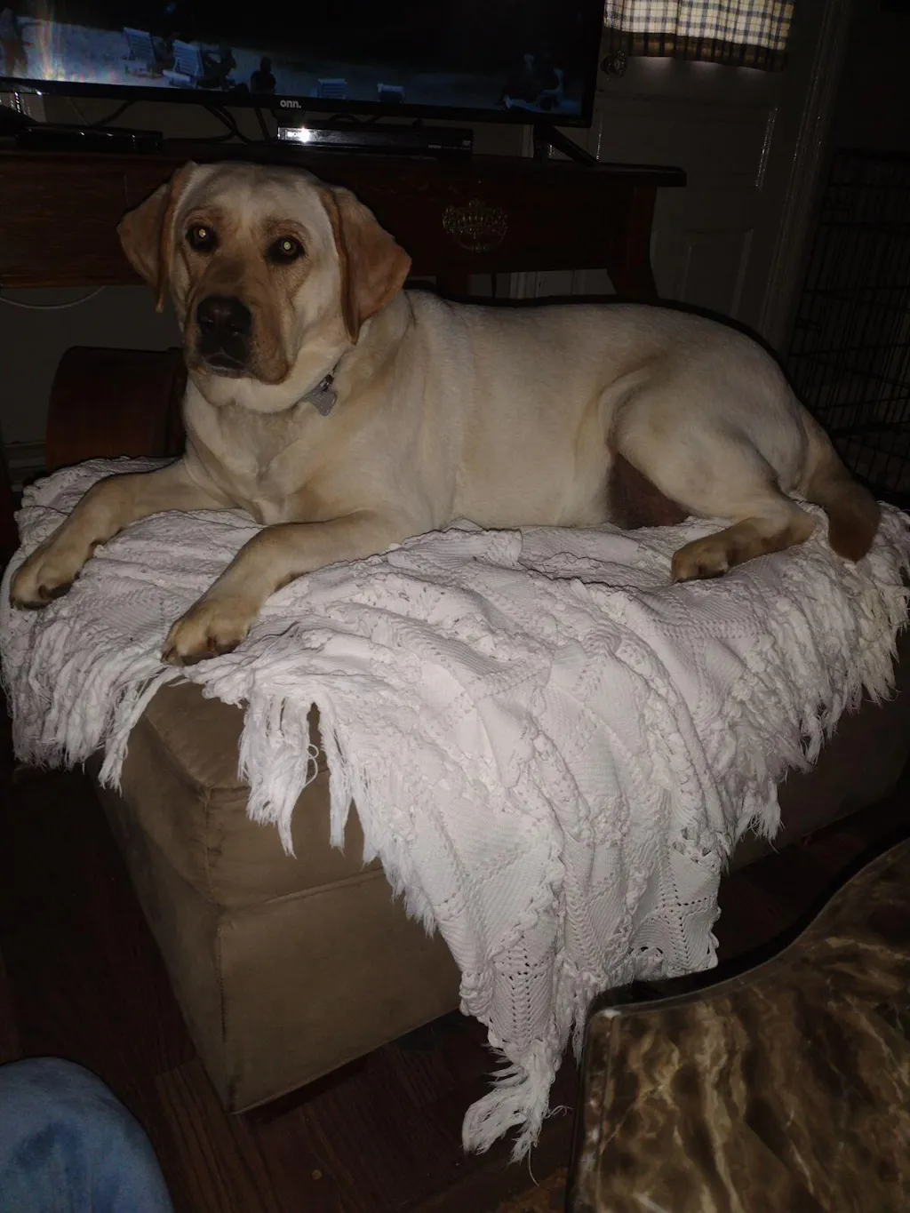 Signs And Stages of Dog Labor – Bellylabs