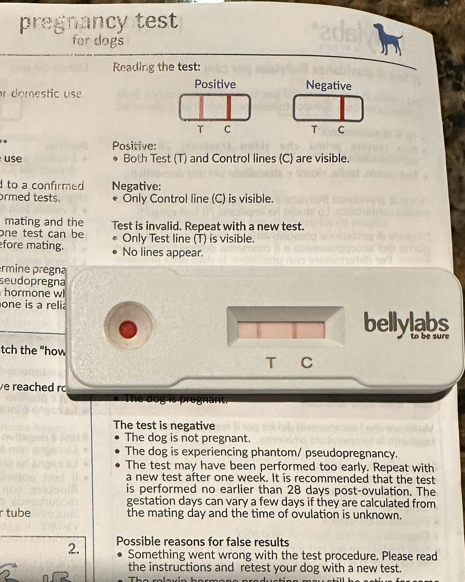 Canine Ultrasound Scanning for Pregnancy Determination: What you shoul – Bellylabs