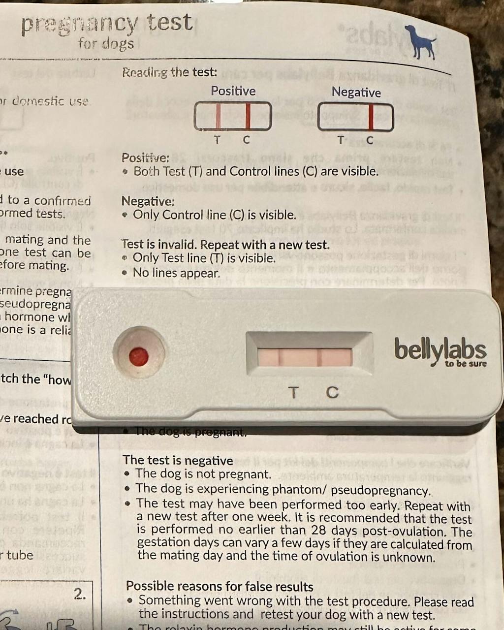Understanding Dog Progesterone Levels for Successful Breeding – Bellylabs