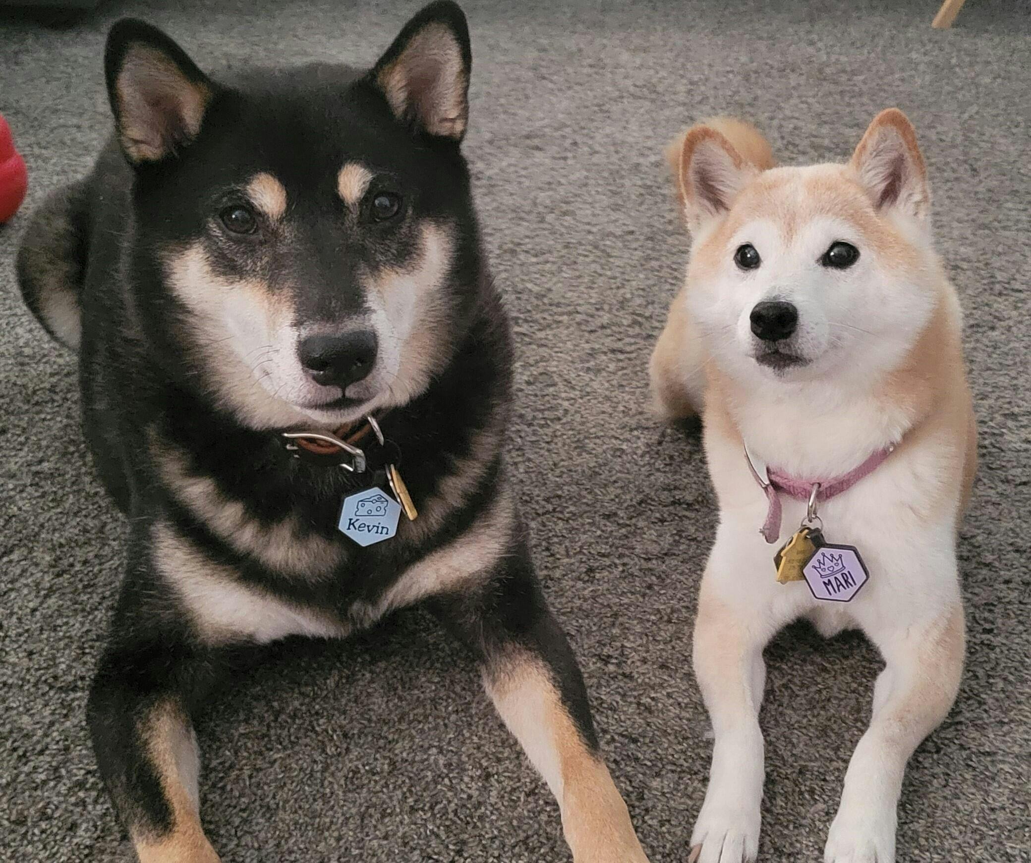 Customized Jingle-Free Silicone Dog ID Tag | Besties Pets