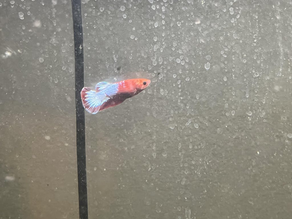 Red Hellboy - Female Betta for Sorority Tank or Breeding – Betta USA ...