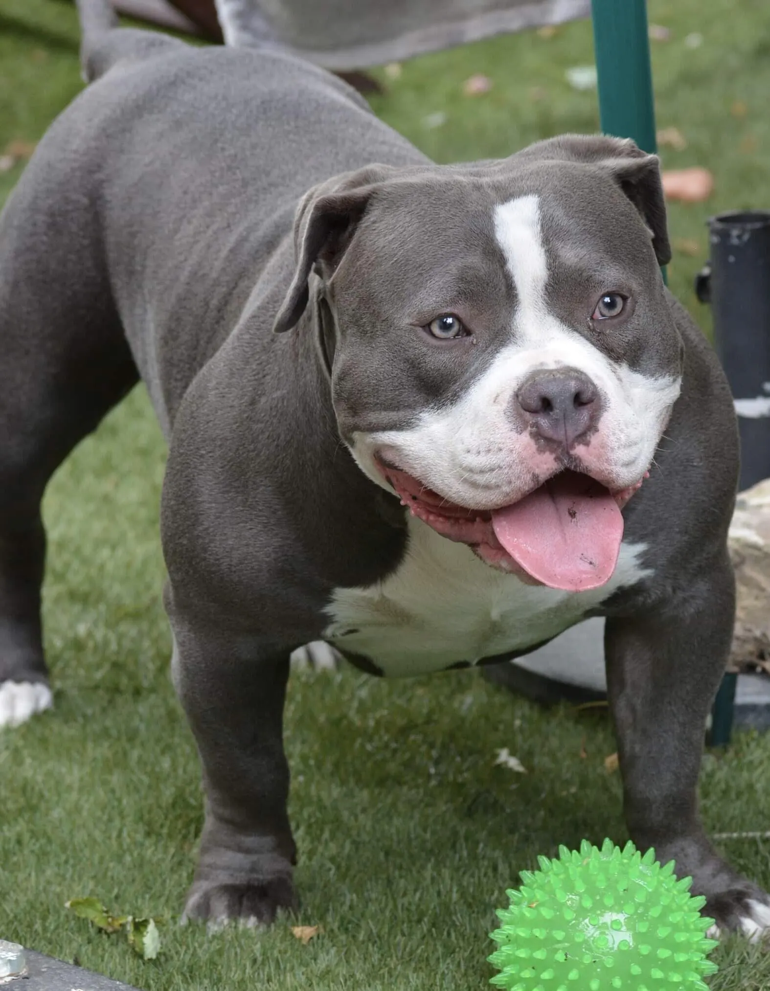 BIG BULLY MUSCLE BUILDER 80:20 (12KG) - Big Bully Pet Supplies