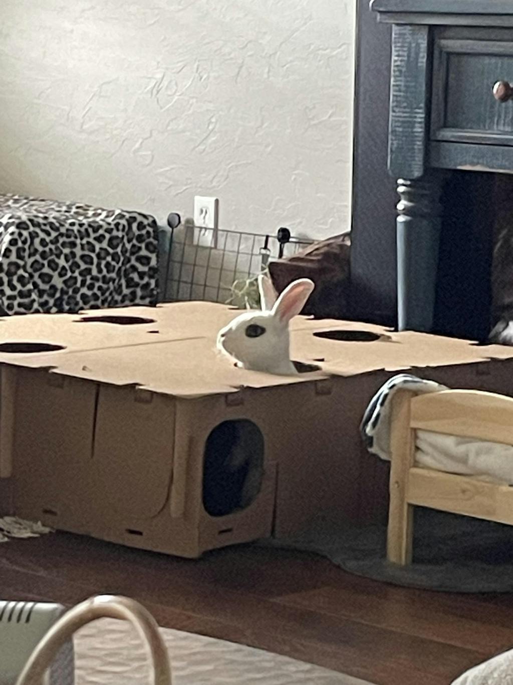 MAZE HAVEN (Original by BinkyBunny) – BinkyBunny.com House Rabbit Store