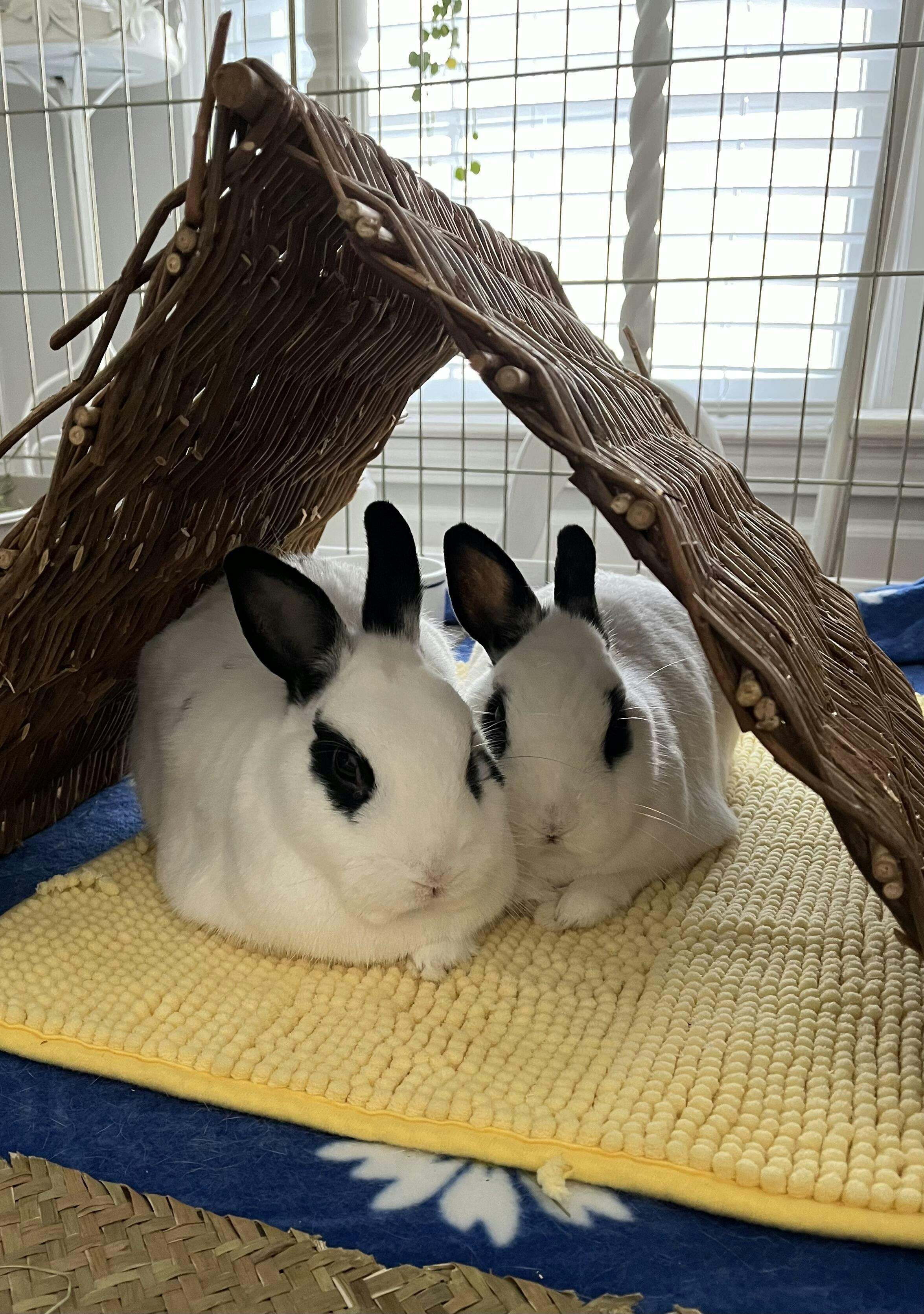 Willow Tent – BinkyBunny.com House Rabbit Store