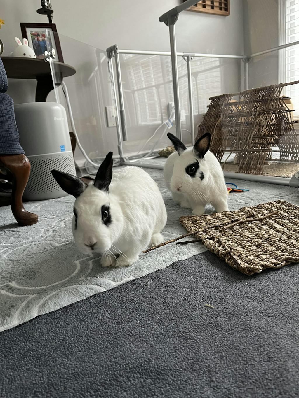 Willow Tent – BinkyBunny.com House Rabbit Store
