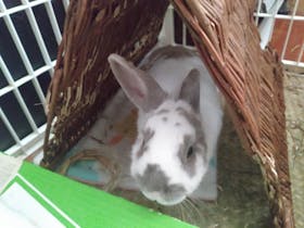 BinkyBunny Store – BinkyBunny.com House Rabbit Store