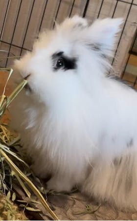 BinkyBunny Store – BinkyBunny.com House Rabbit Store