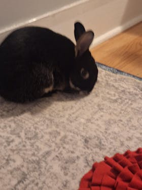 BinkyBunny Store – BinkyBunny.com House Rabbit Store