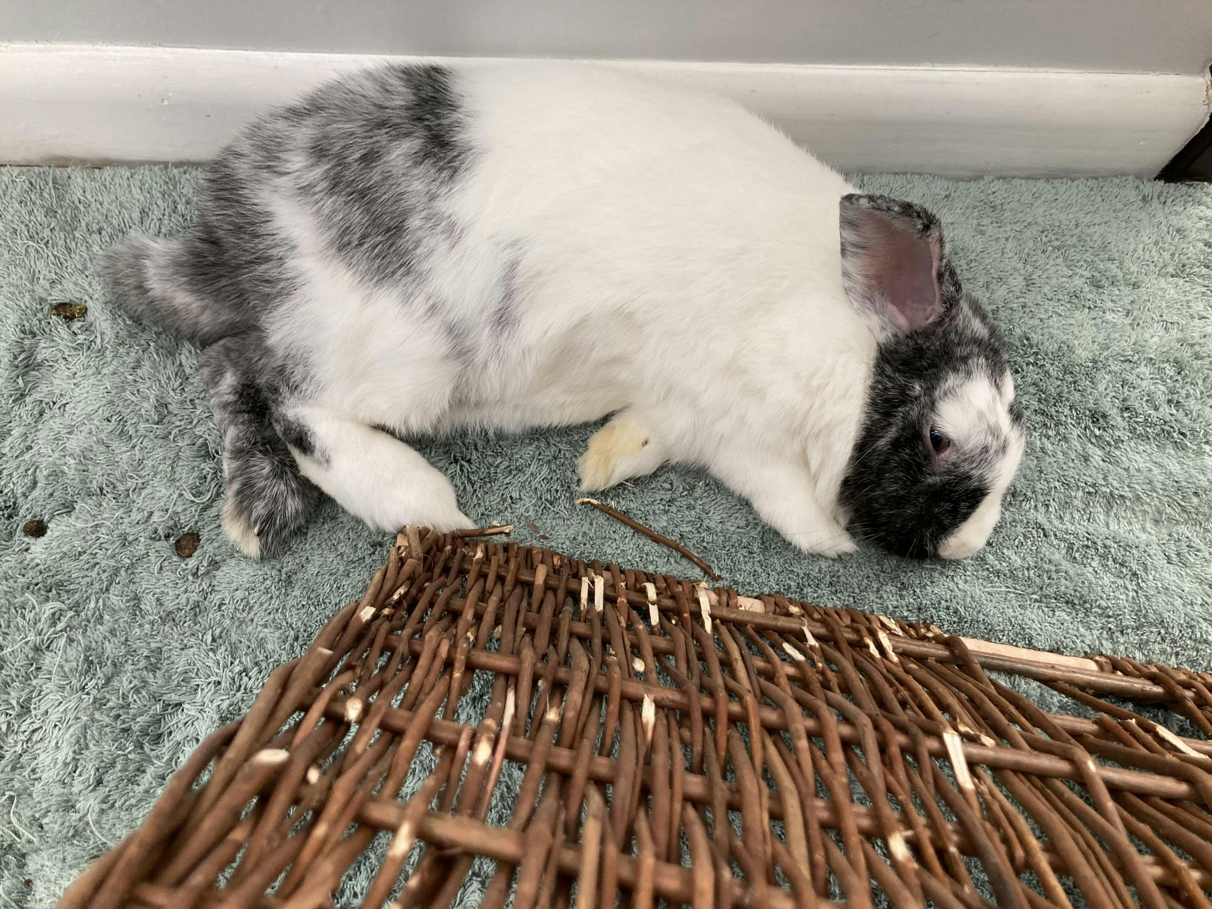 Willow Tent – BinkyBunny.com House Rabbit Store