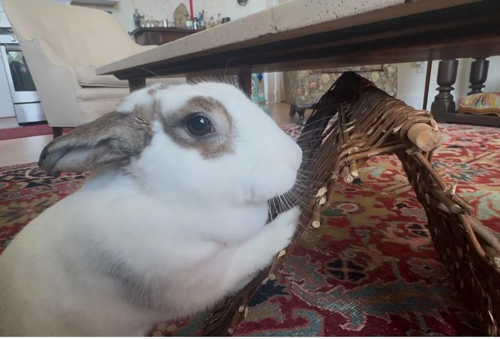 Willow Tent – BinkyBunny.com House Rabbit Store