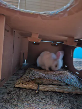 BinkyBunny Store – BinkyBunny.com House Rabbit Store