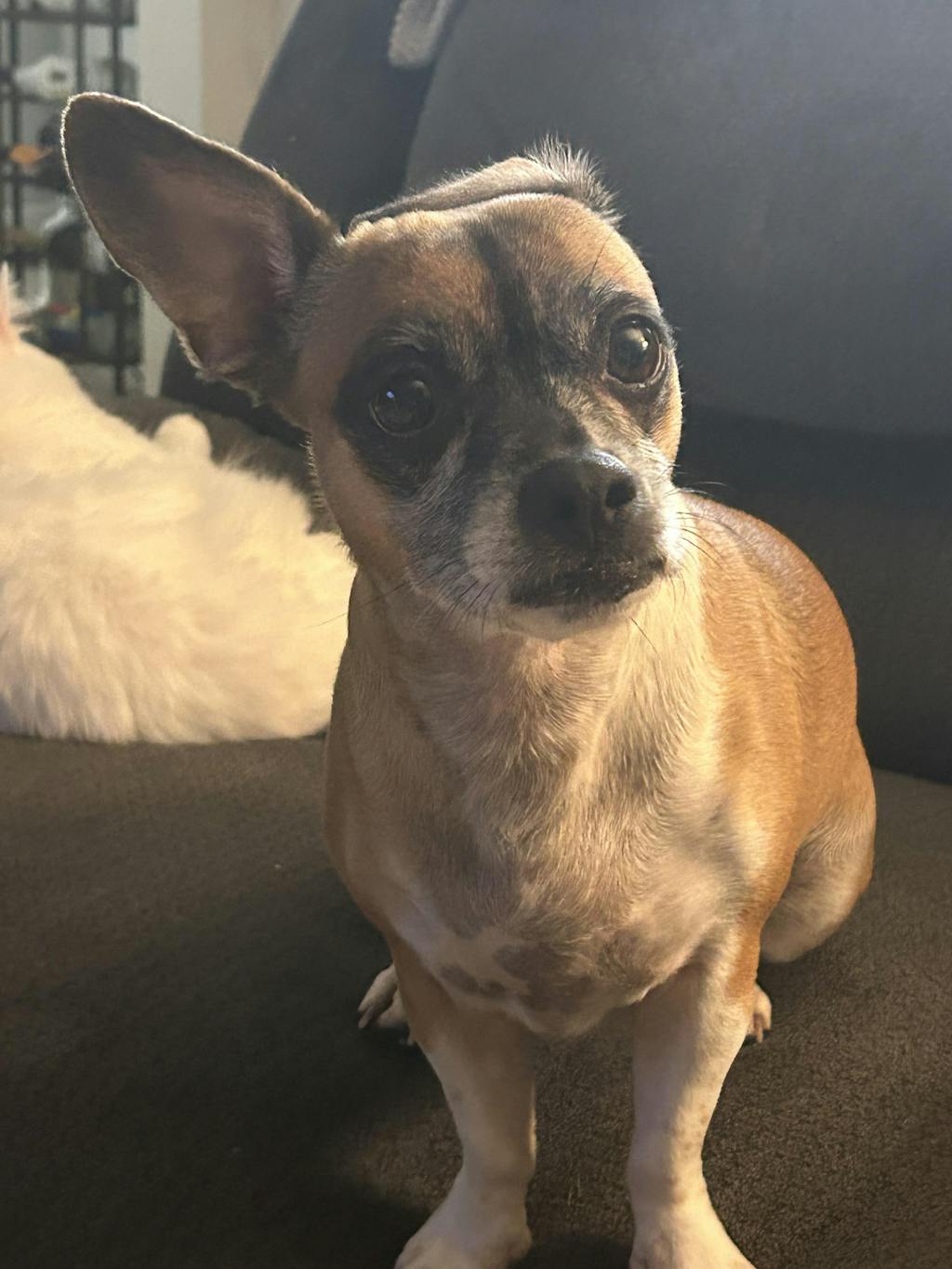 Probiotic + Prebiotic for Dogs — Biomedic Labs