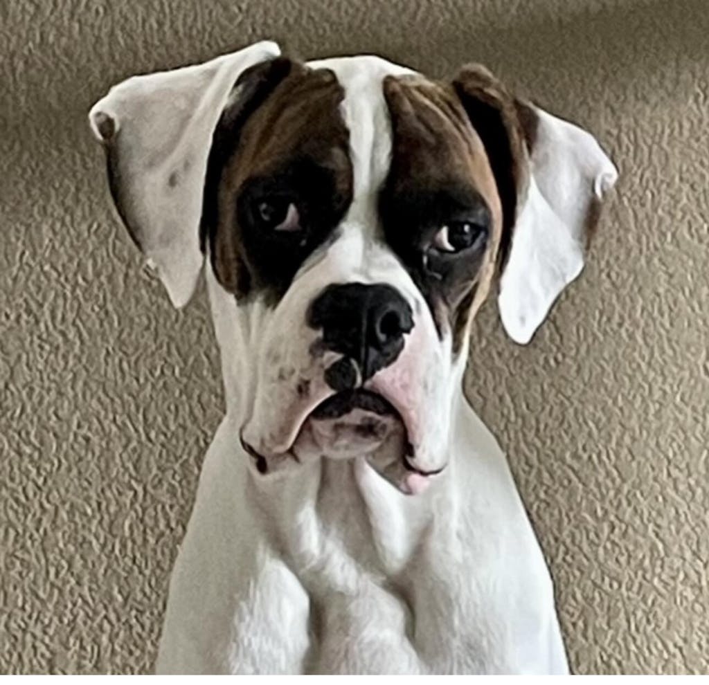 Probiotic + Prebiotic for Dogs — Biomedic Labs