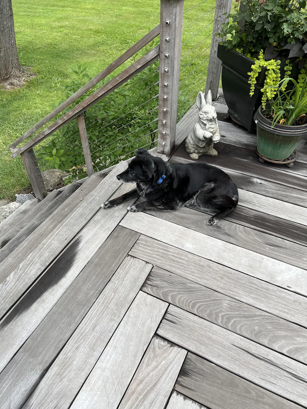 Reviews for BioPower Pet Shield Tag