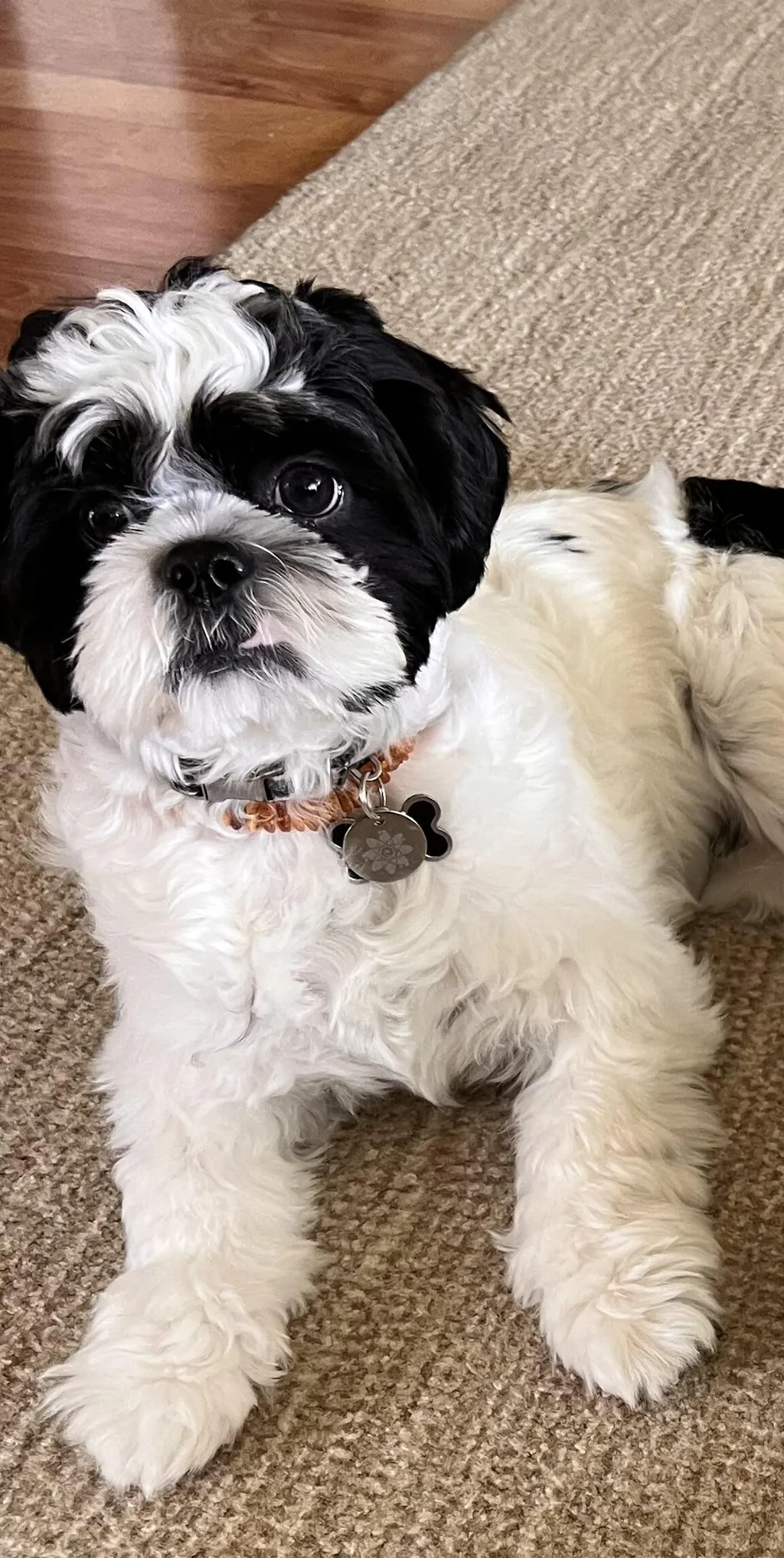 Reviews for BioPower Pet Shield Tag