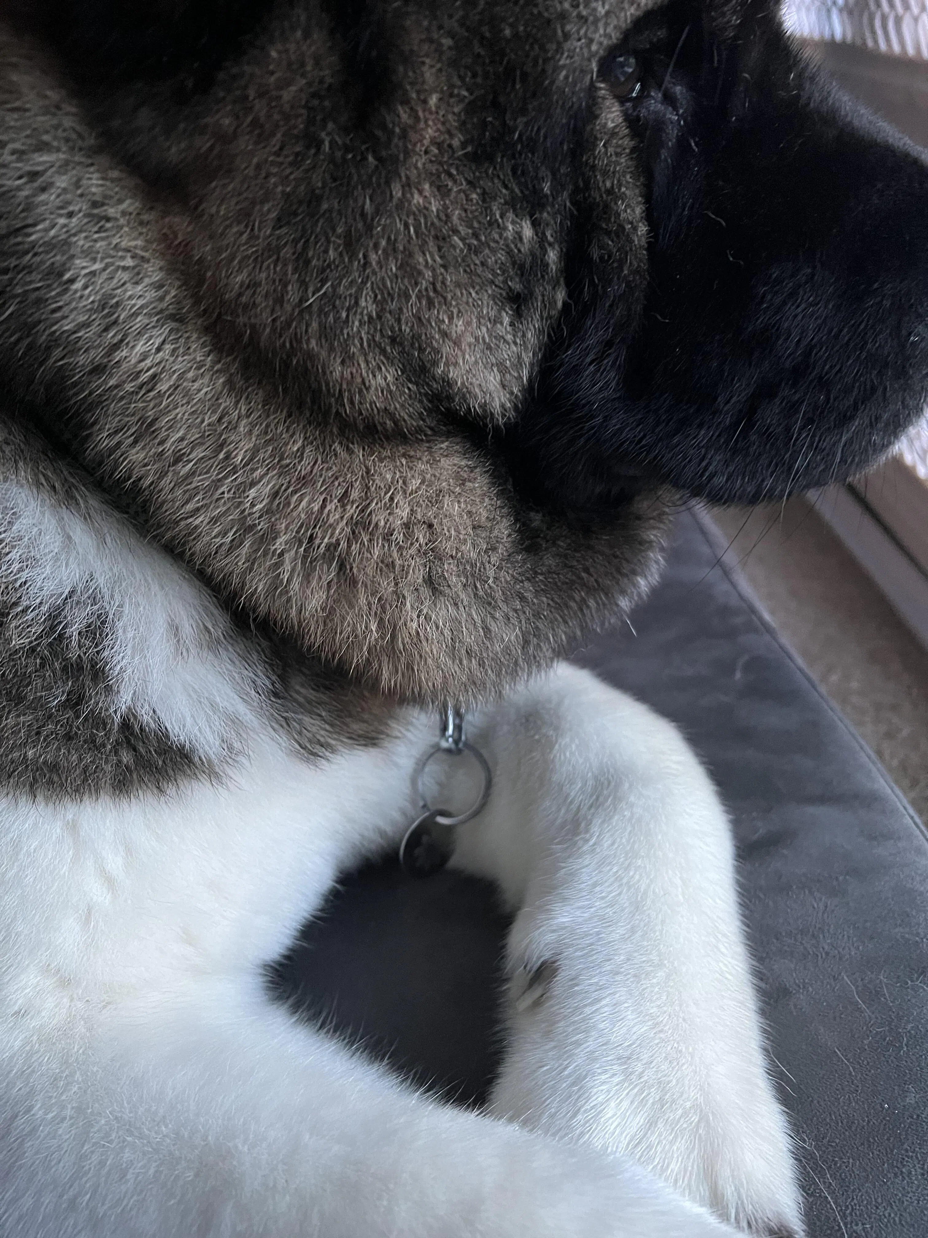 Reviews for BioPower Pet Shield Tag
