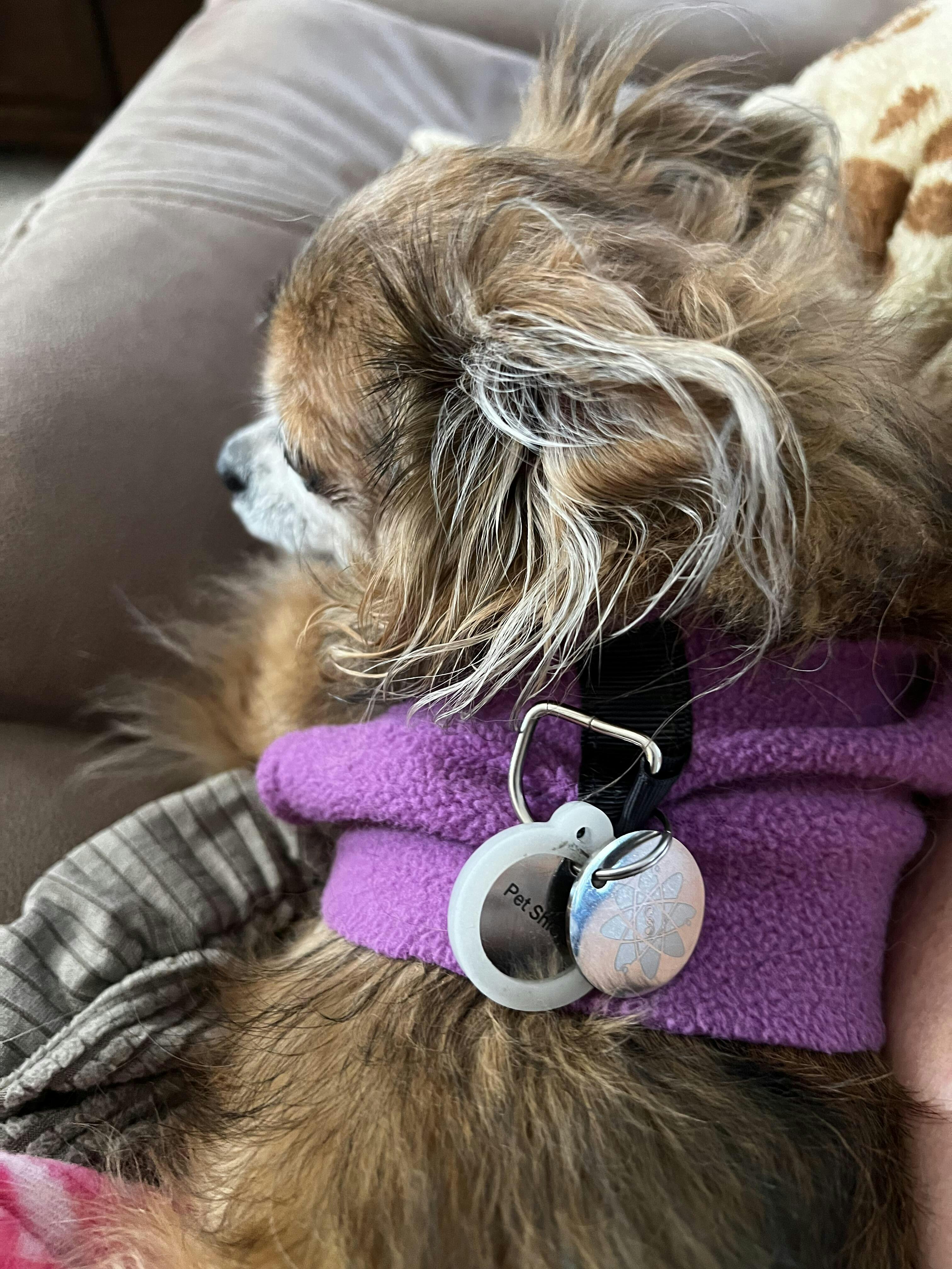 Natural Flea & Tick Tags for Dogs & Cats Collars | BioPower Pet Shield