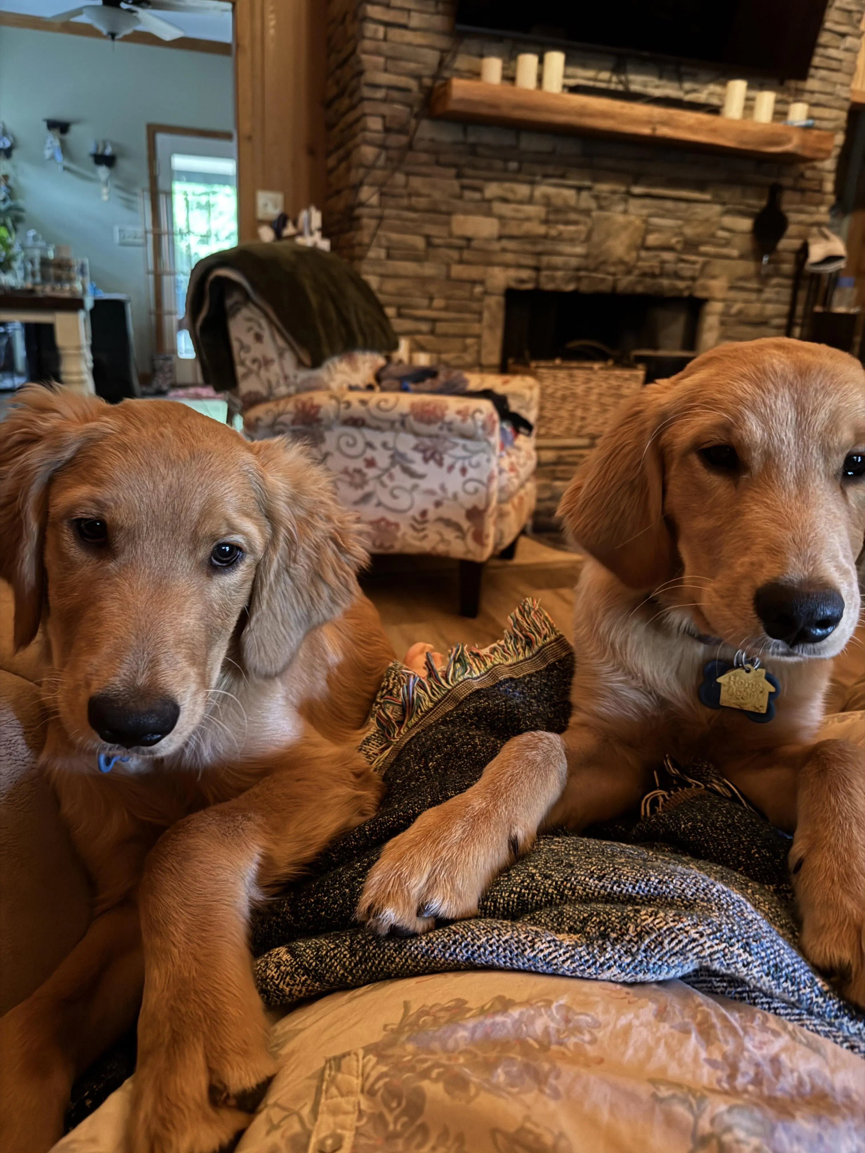 Reviews for BioPower Pet Shield Tag