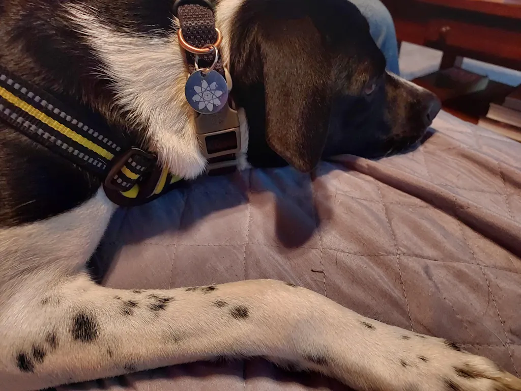 Reviews for BioPower Pet Shield Tag