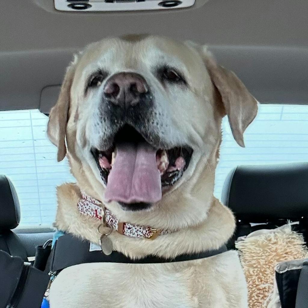 Reviews for BioPower Pet Shield Tag