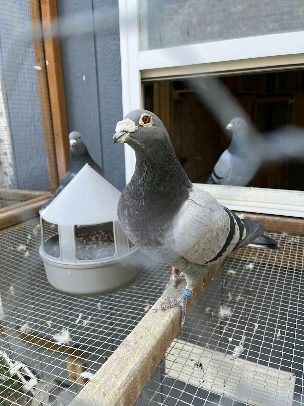 Cest Pharma Yellow Drops for Pigeons