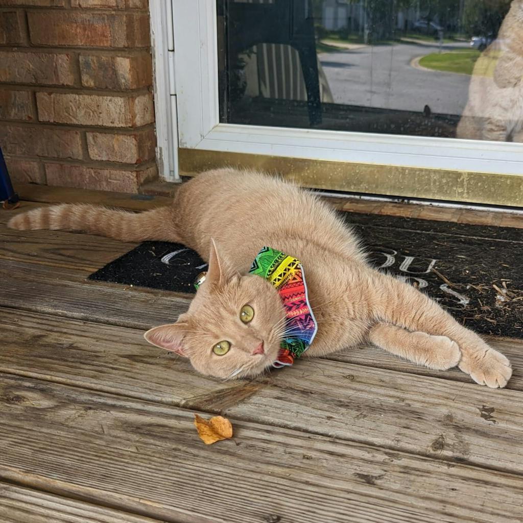 Birdsbesafe® Cat Collar For Birds | We Help Birds Be Safe From Cats ...