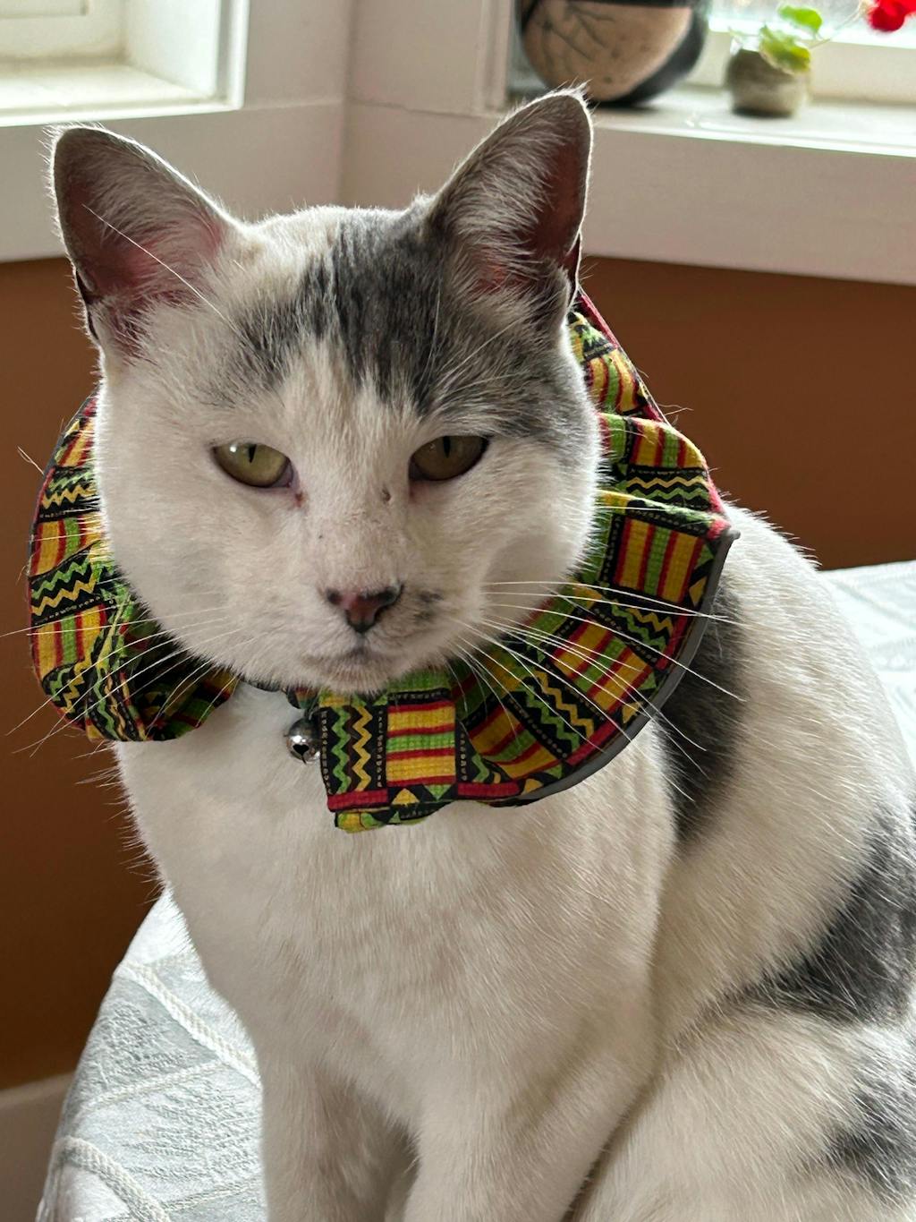 Birdsbesafe® Cat Collar For Birds | We Help Birds Be Safe From Cats ...