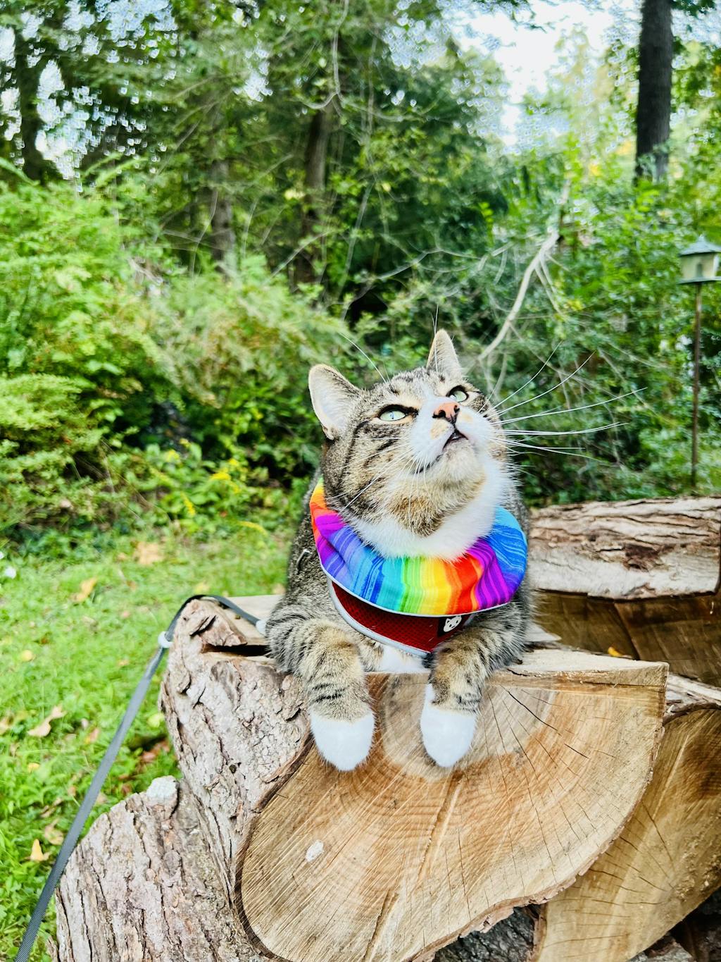 Birdsbesafe® Cat Collar For Birds | We Help Birds Be Safe From Cats ...