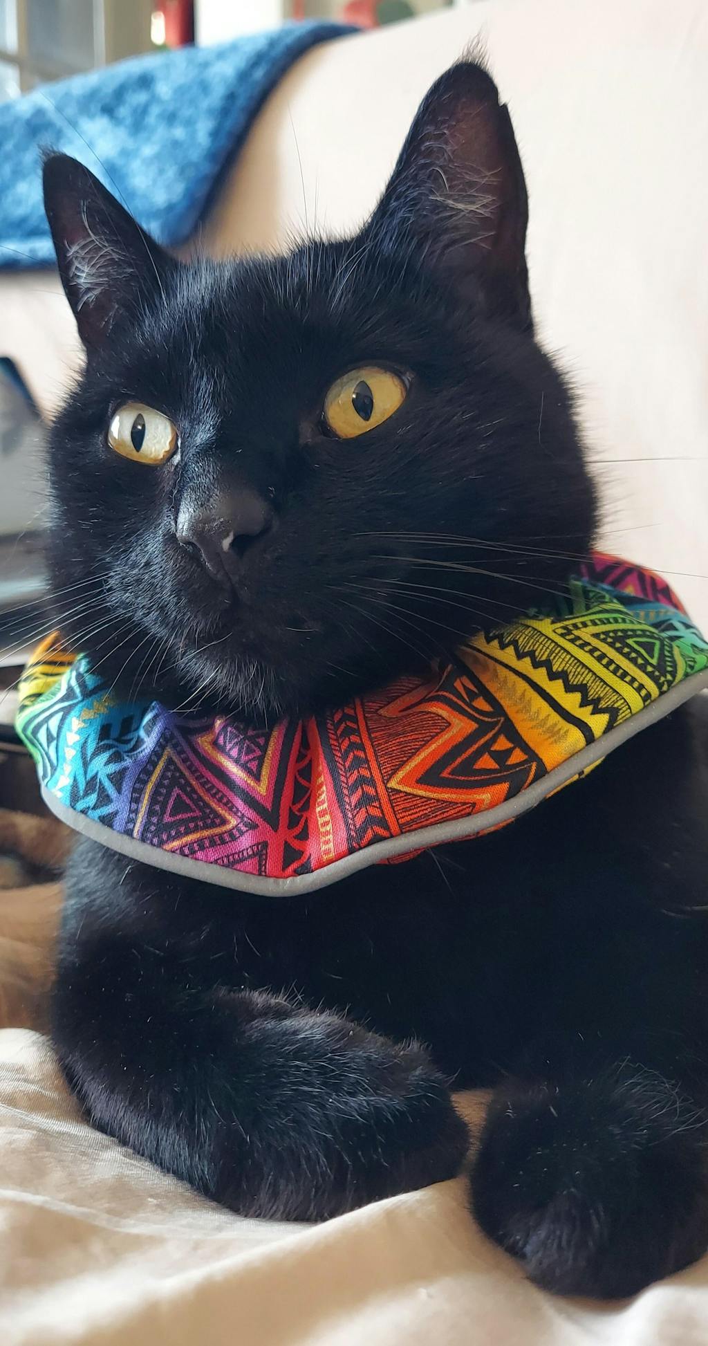 Birdsbesafe® Cat Collar For Birds | We Help Birds Be Safe From Cats ...