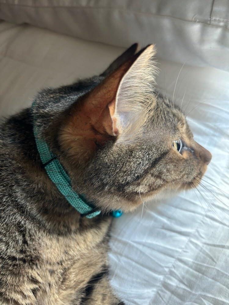 Products | Birdsbesafe