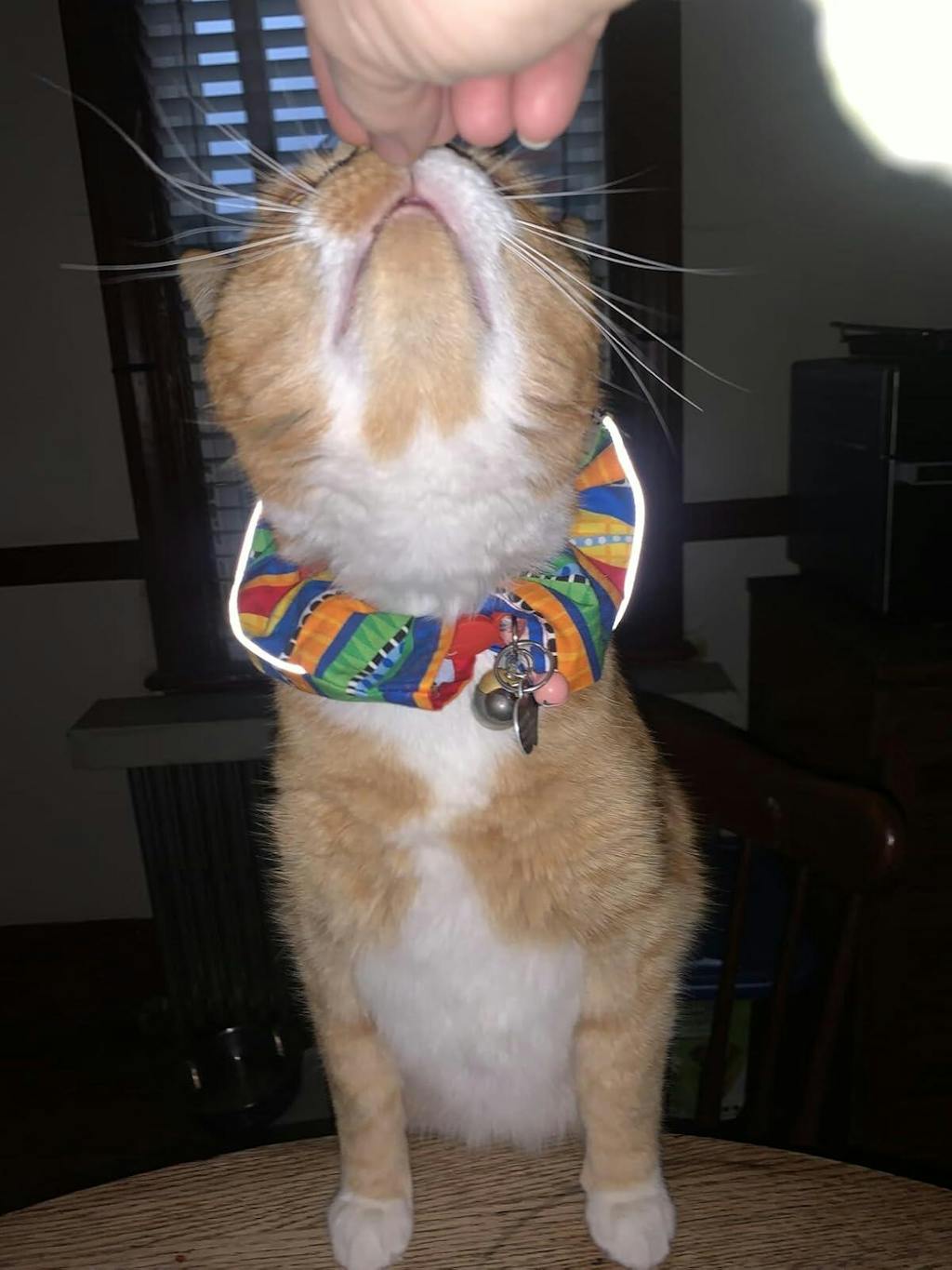 Birdsbesafe® Cat Collar For Birds | We Help Birds Be Safe From Cats ...