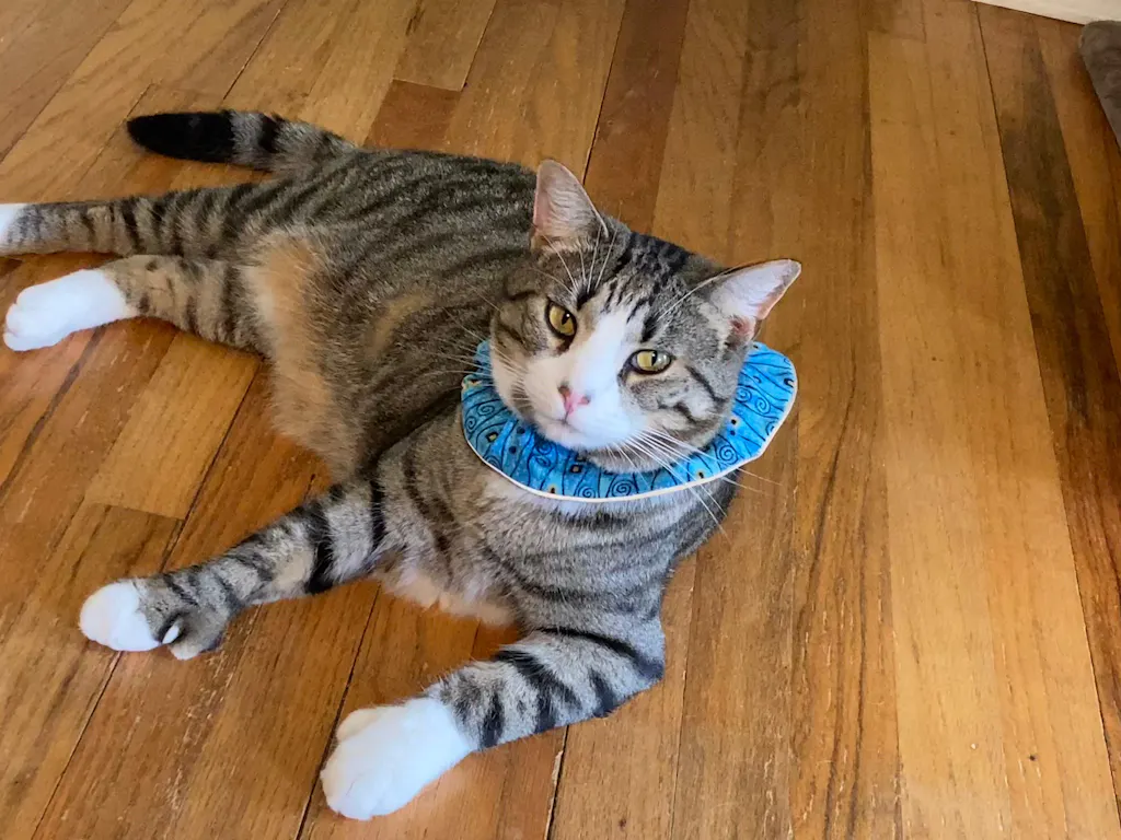 Birdsbesafe Cat Collars | Bird Collar For Cats | Protect Birds