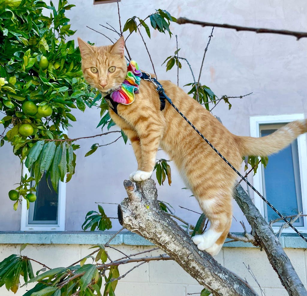 Can Cats and Birds Live Together? A Guide to Harmonious Coexistence ...