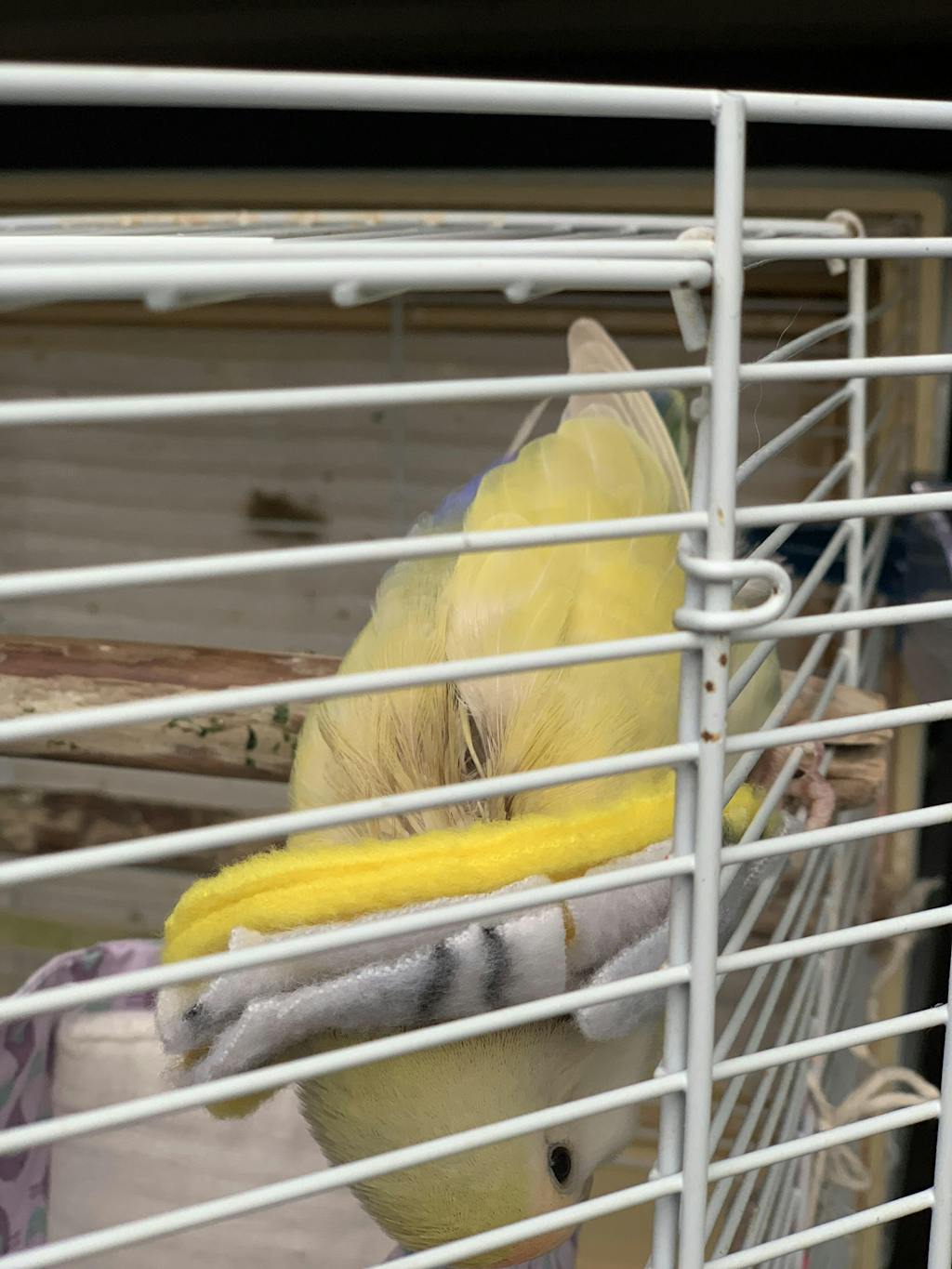 How to Mist a Bird - An Essential Part of Parrot Husbandry