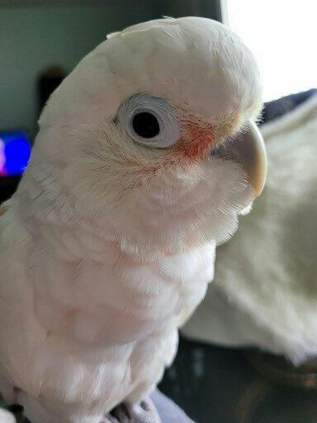 BirdSupplies: Boost Bird Health with Supplements and Bird Collars