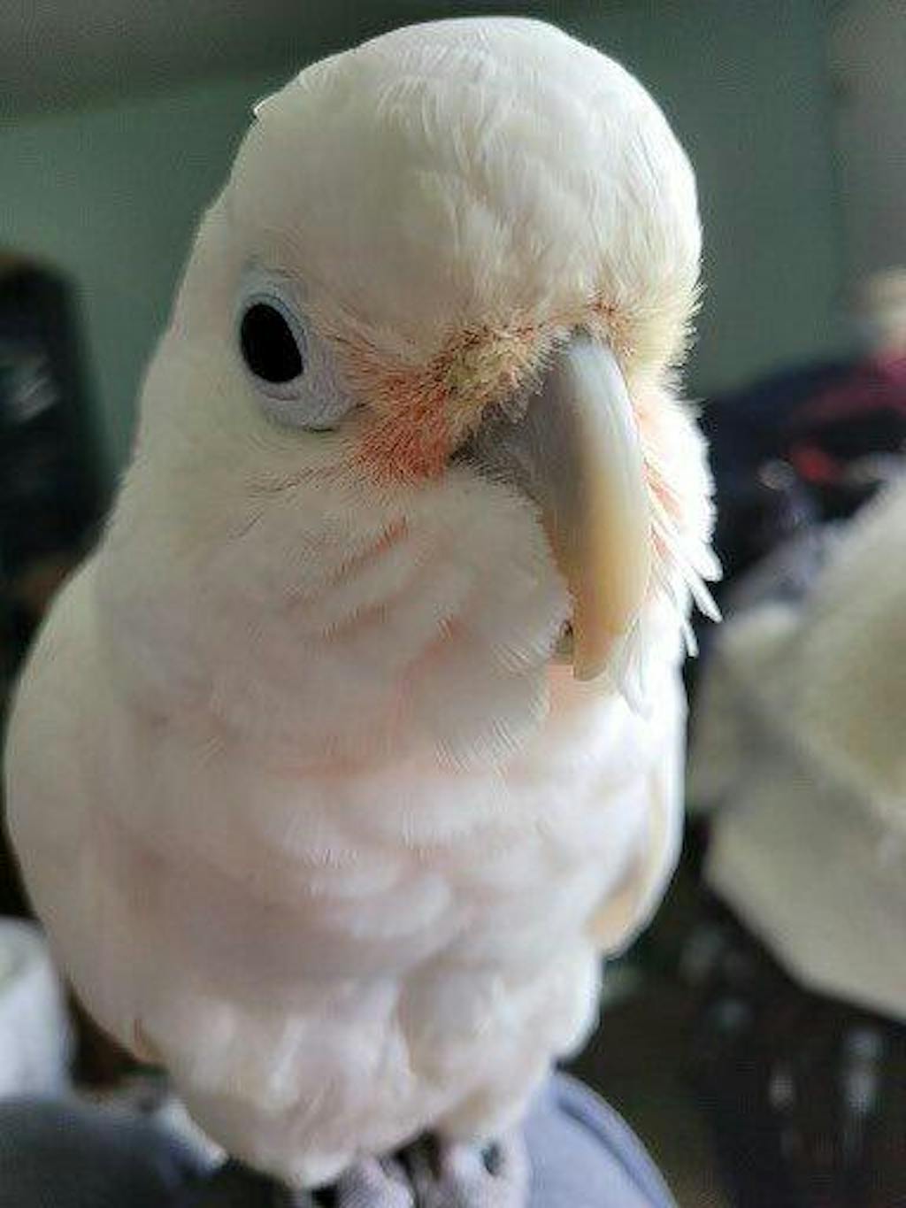 BirdSupplies: Boost Bird Health with Supplements and Bird Collars