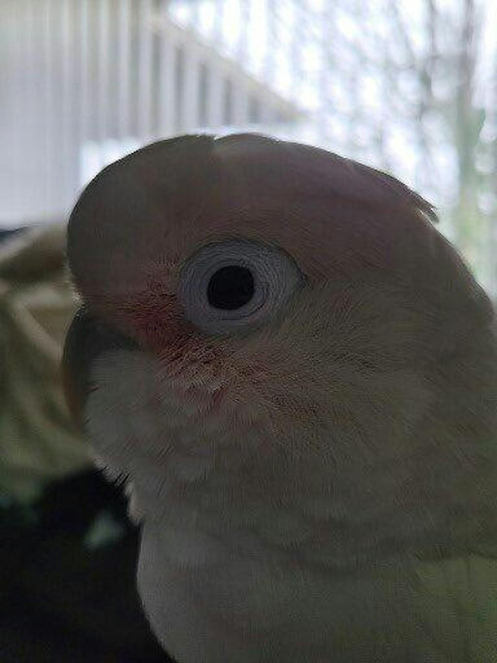 BirdSupplies: Boost Bird Health with Supplements and Bird Collars