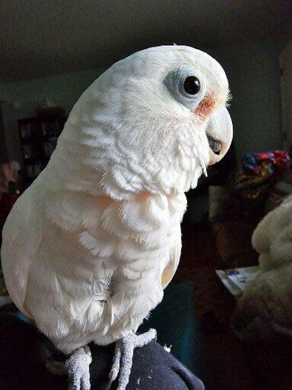 7 Causes of Scratching in Birds & Solutions