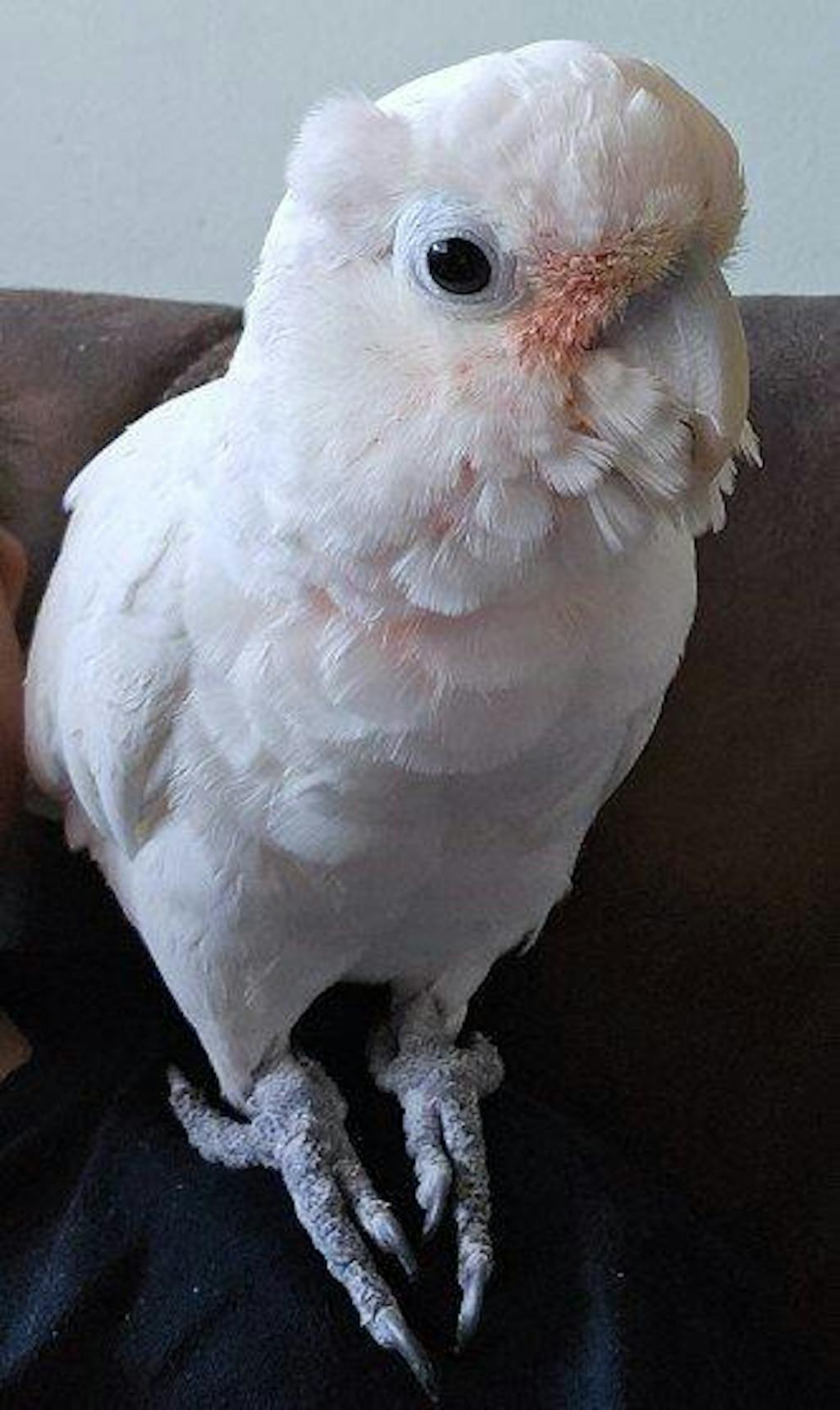 The Ultimate Guide To Bird Full Spectrum Lights